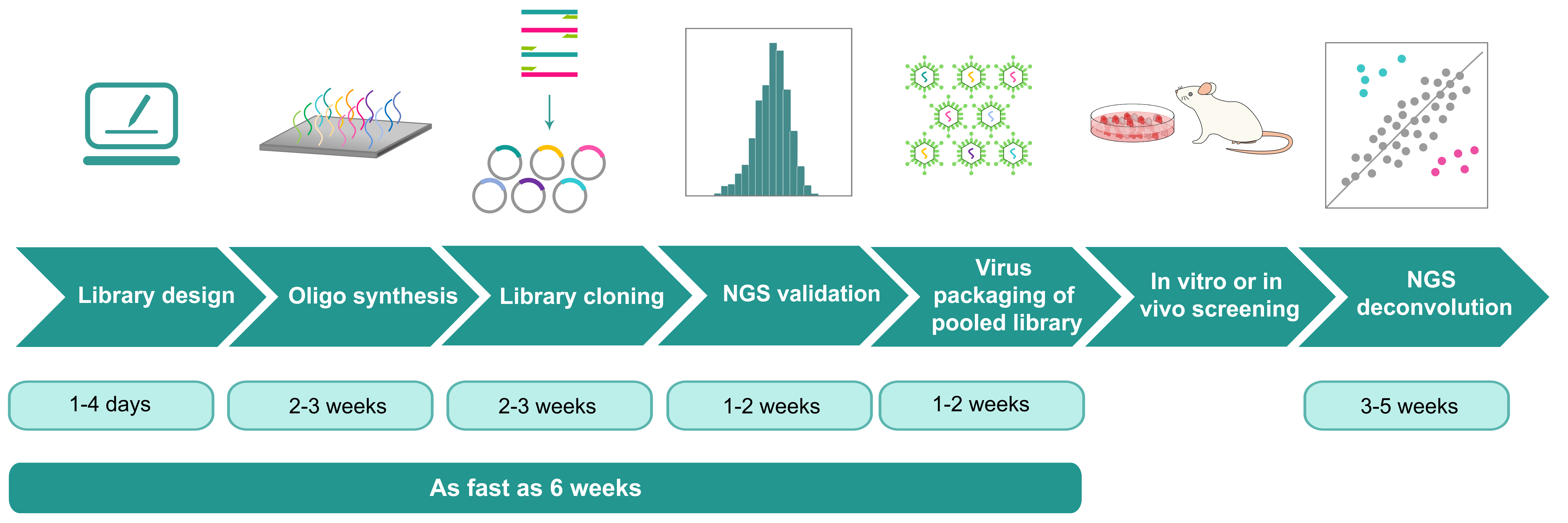 shRNA Library Construction | VectorBuilder